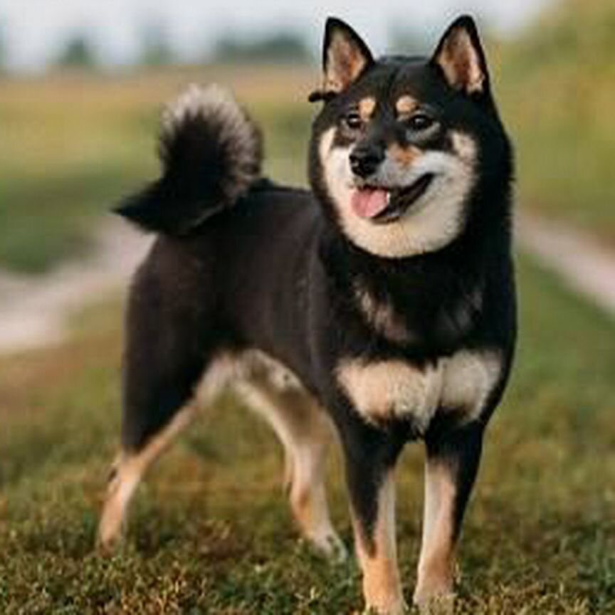 Шиба сиба ину