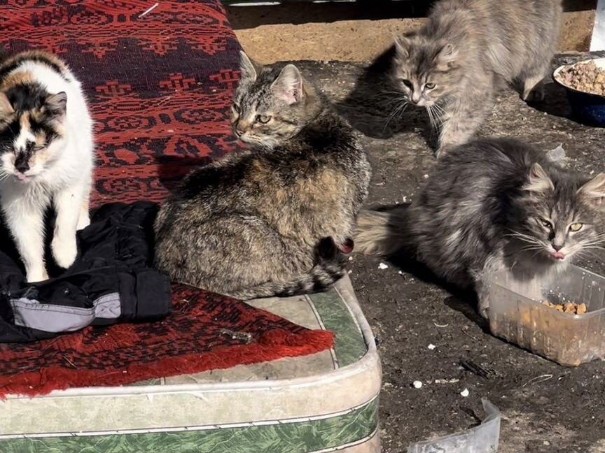 Кошки погибают