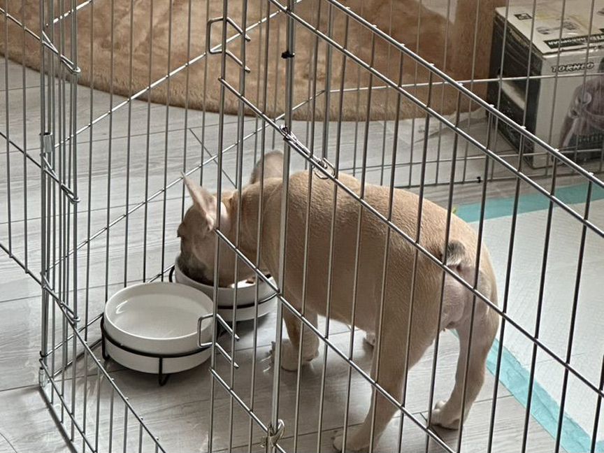 Вольер для собак