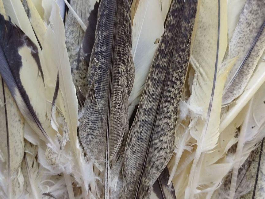 Перья попугая корелла