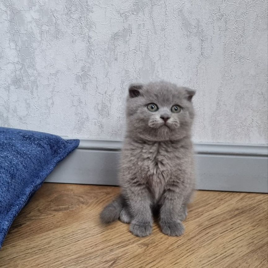 Шотландские вислоухие