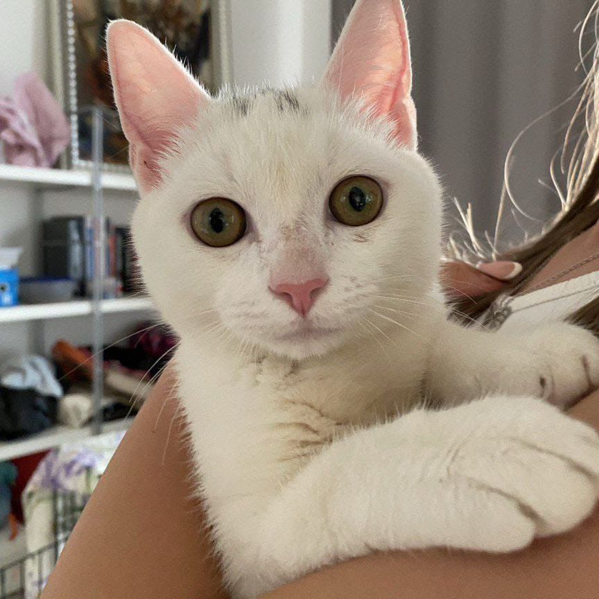 Котенок