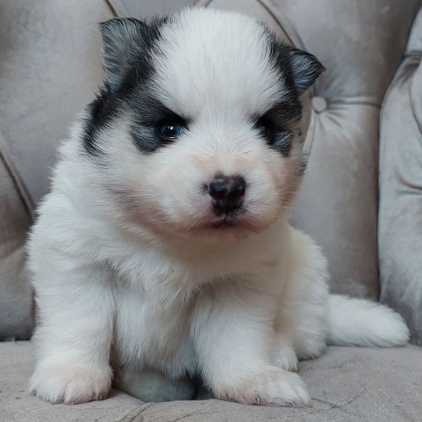 Помски, щенок