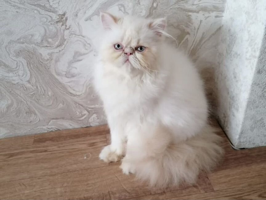 Длинношерстый экзотический кот