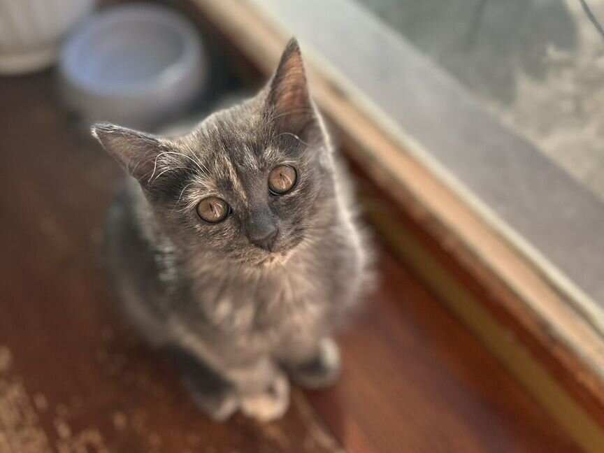 Кошка