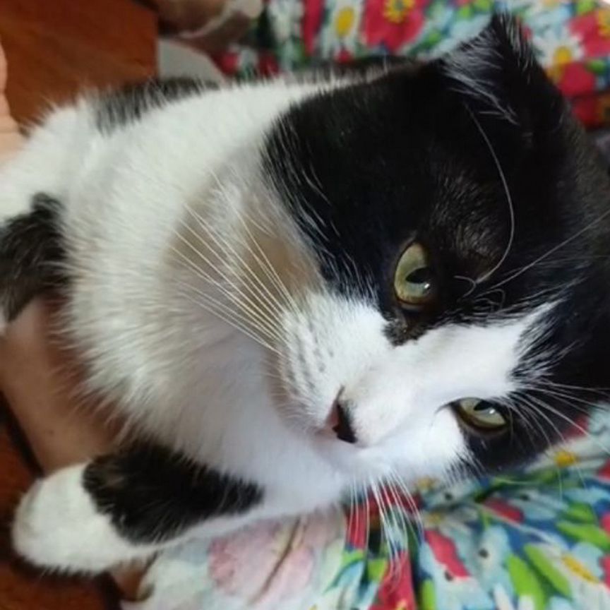 Шотландский вислоухий короткошёрстный, взрослый кот