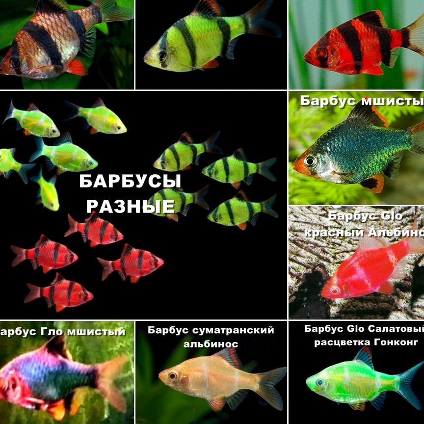 Барбусы рыбки суматранский глофиш, вишеневый