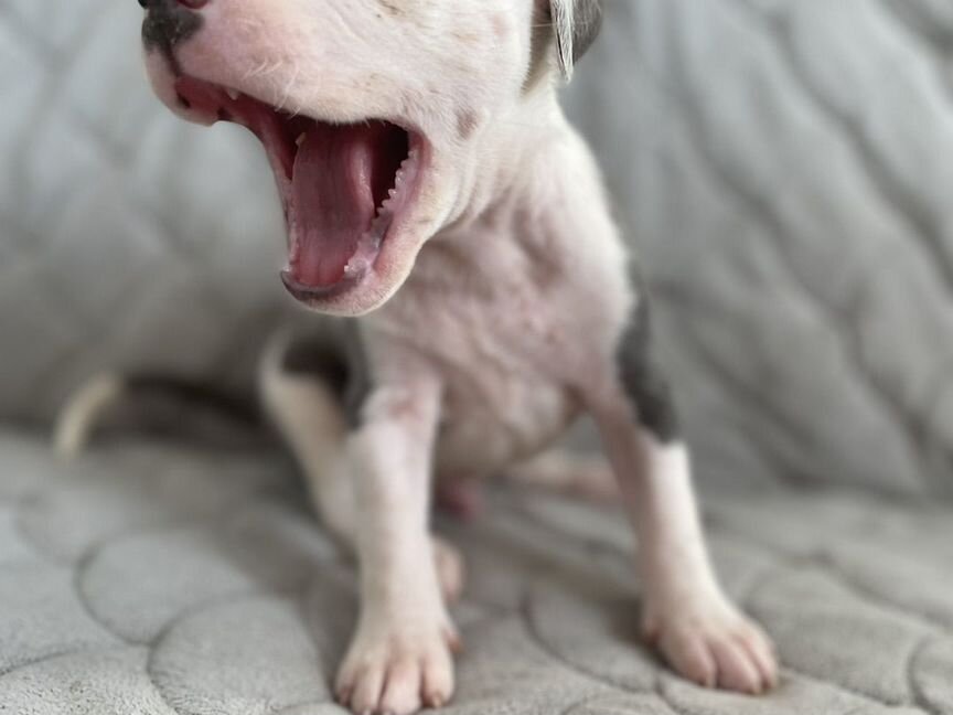 Щенки американского стаффорда