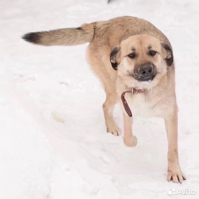 Девочка Фифа, 3 года