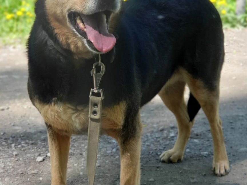 Собака ищет дом