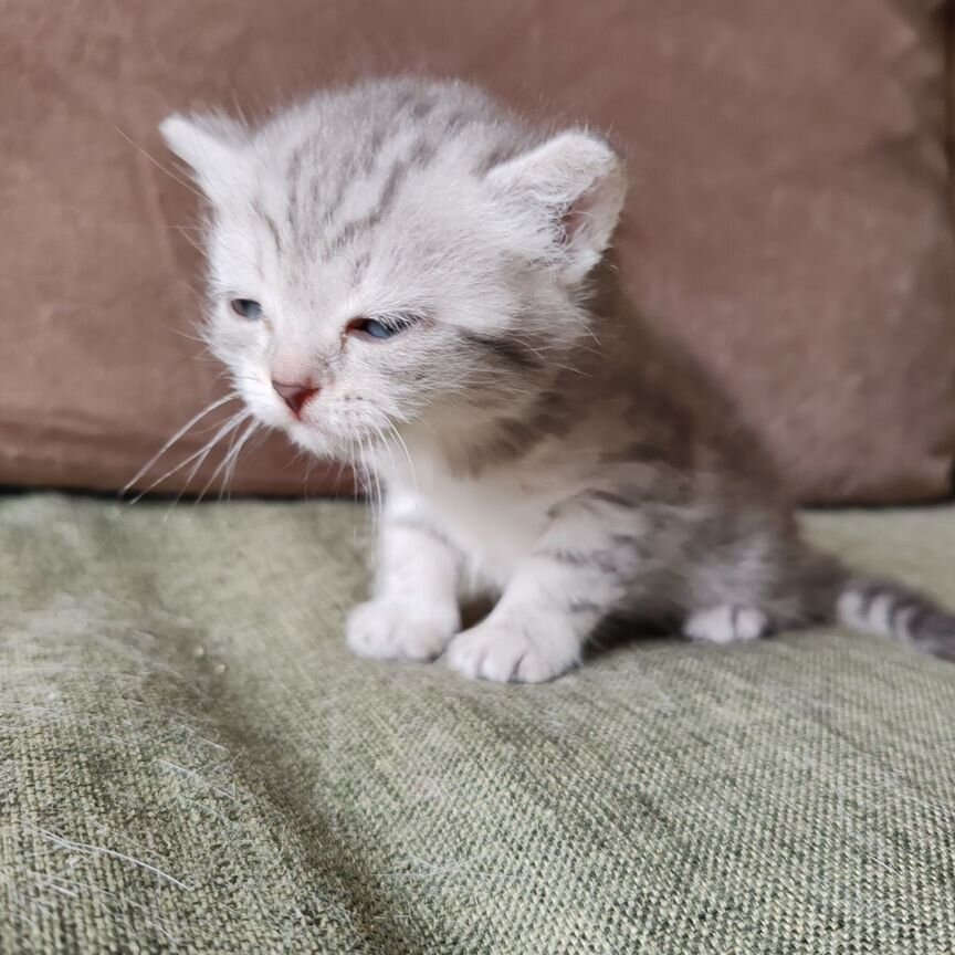Котята британские шотландские