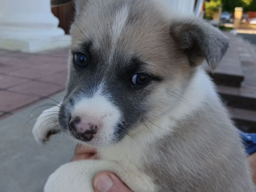 В садовом товариществе найден щенок
