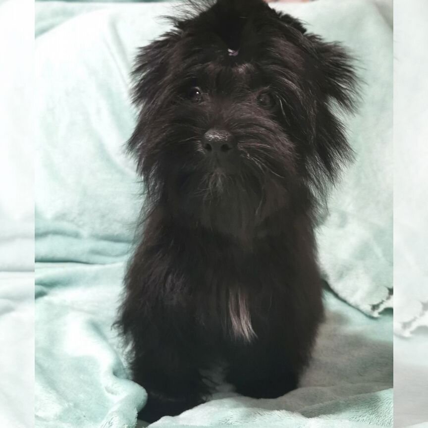 Йоркширский терьер