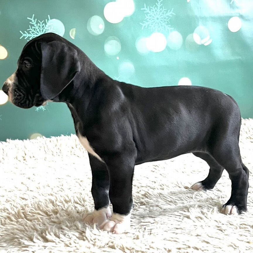 Щенки немецкого дога