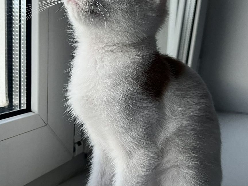 Котята бесплатно