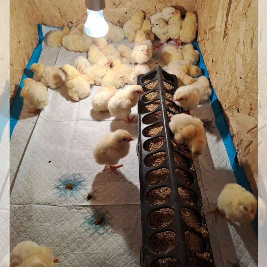 Цыплята бройлеры кобб 500