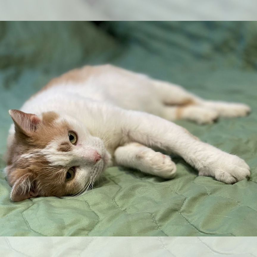Кот