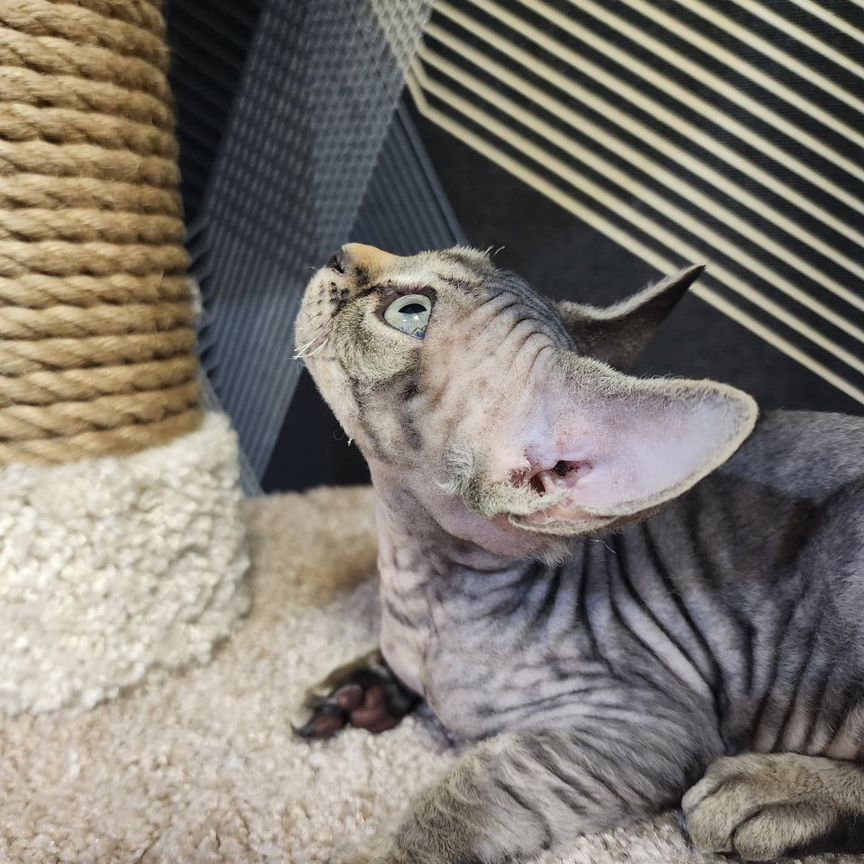 Котята девон-рекс