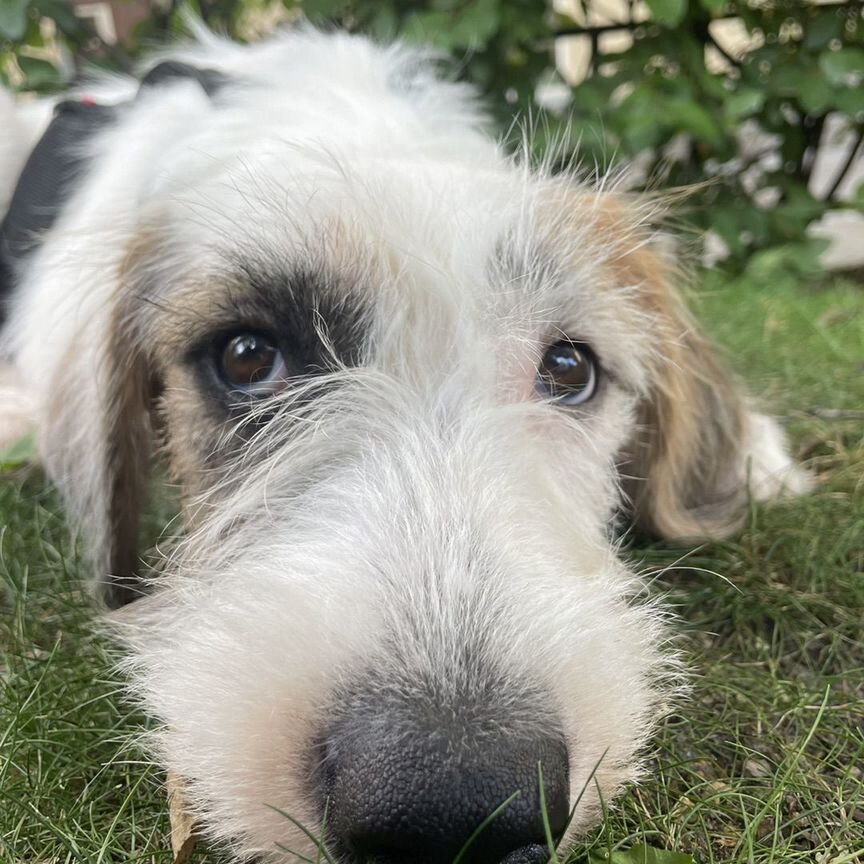 Чарли очень ищет дом