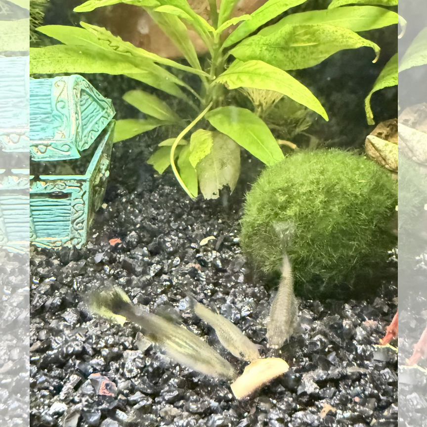 Гуппи самки