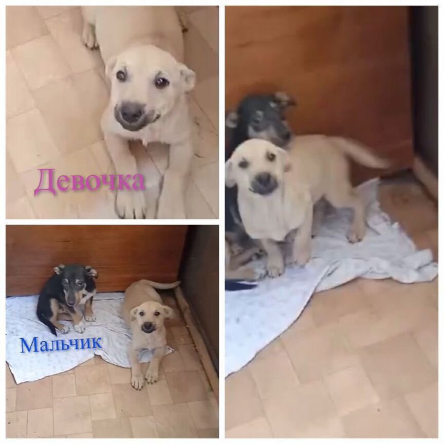 Щенки бесплатно, Дачн