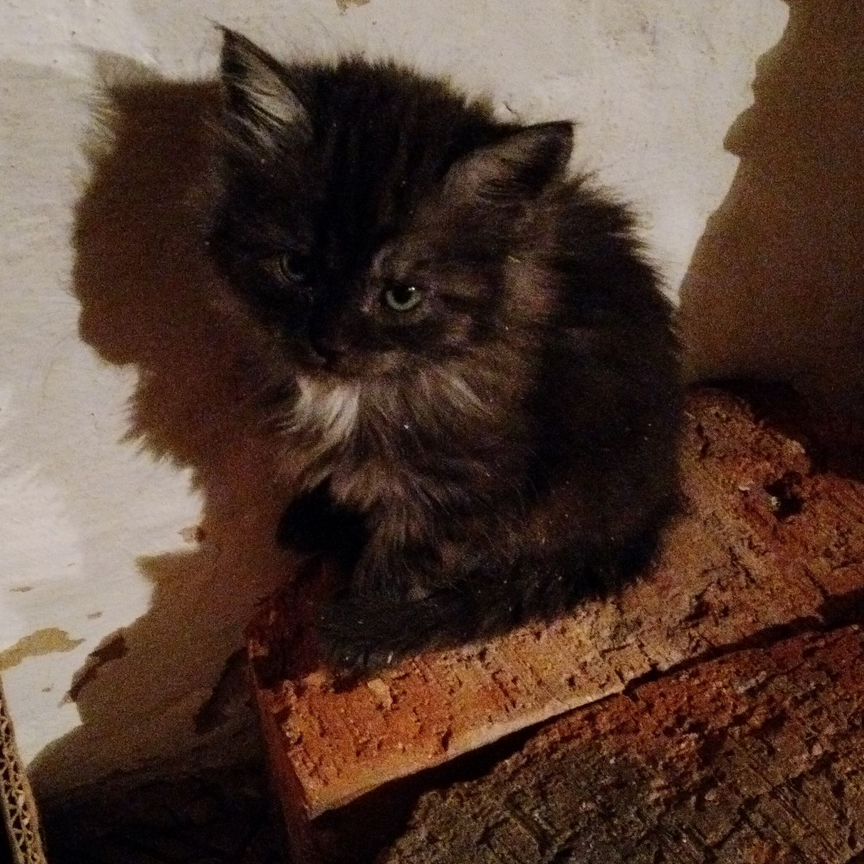 Котёнок в добрые руки