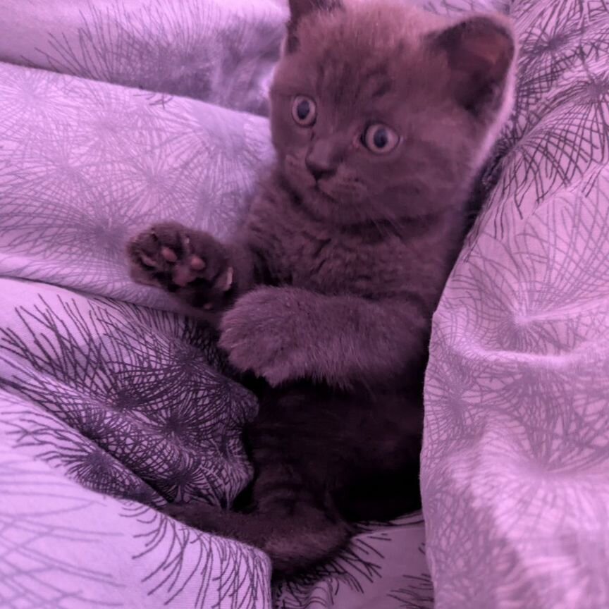 Шотландский прямоухий короткошёрстный котёнок