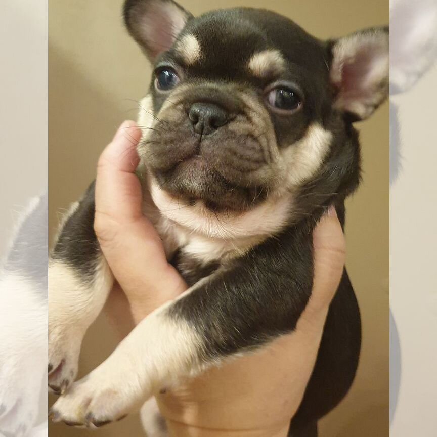 Французский бульдог, щенок