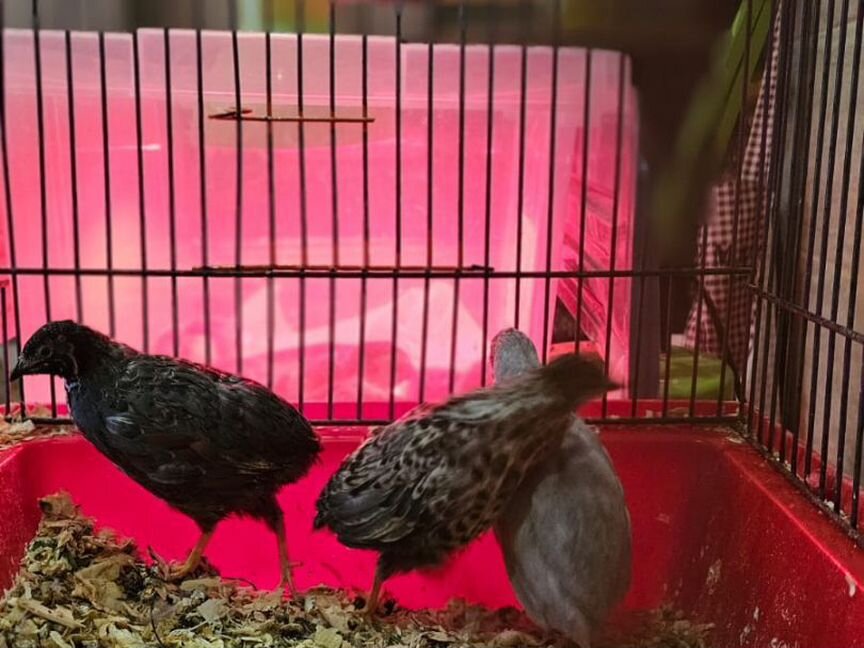 Расписной перепел