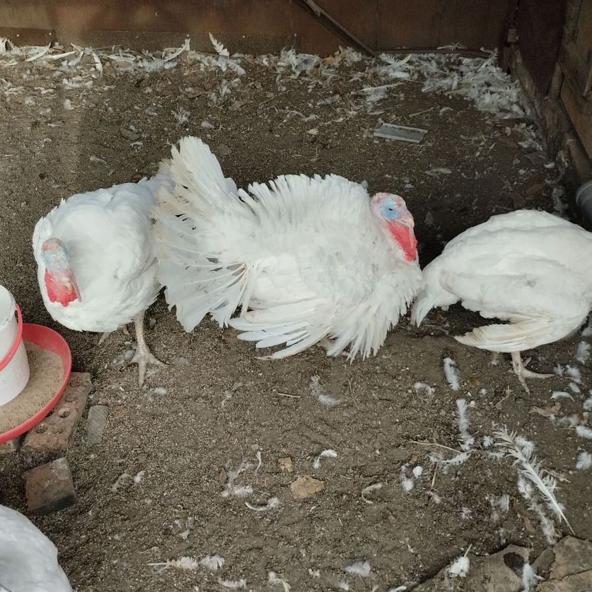 Индюки и бройлеры на мясо домашние