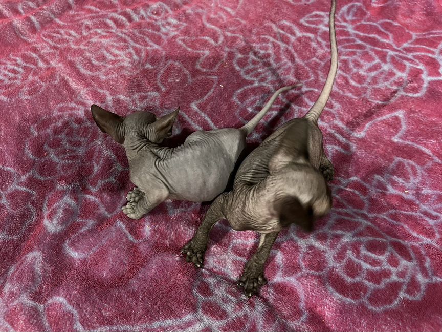 Продам лысых котят