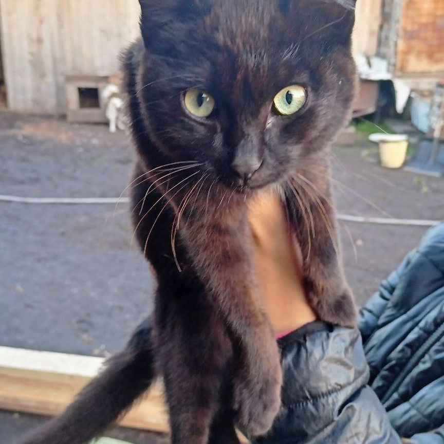 Отдам в хорошие руки катят бесплатно