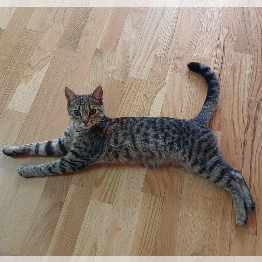 Котенок