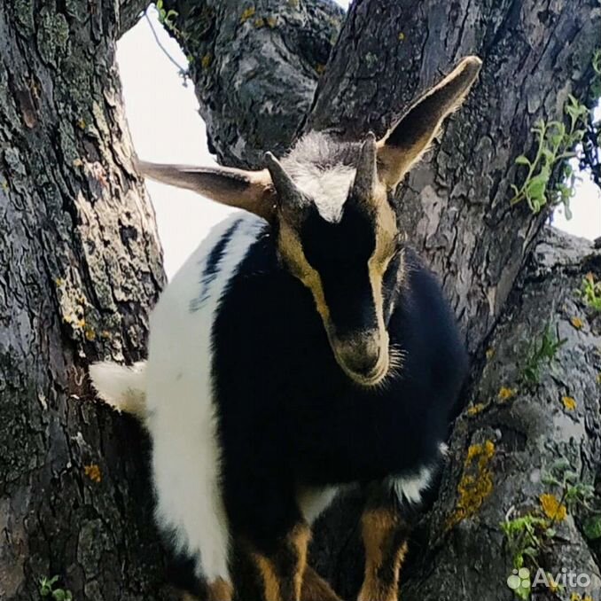 Камерунский козлик
