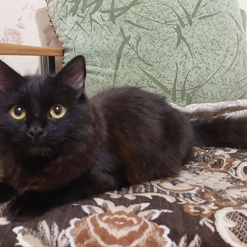 Черные Кошки в добрые руки бесплатно