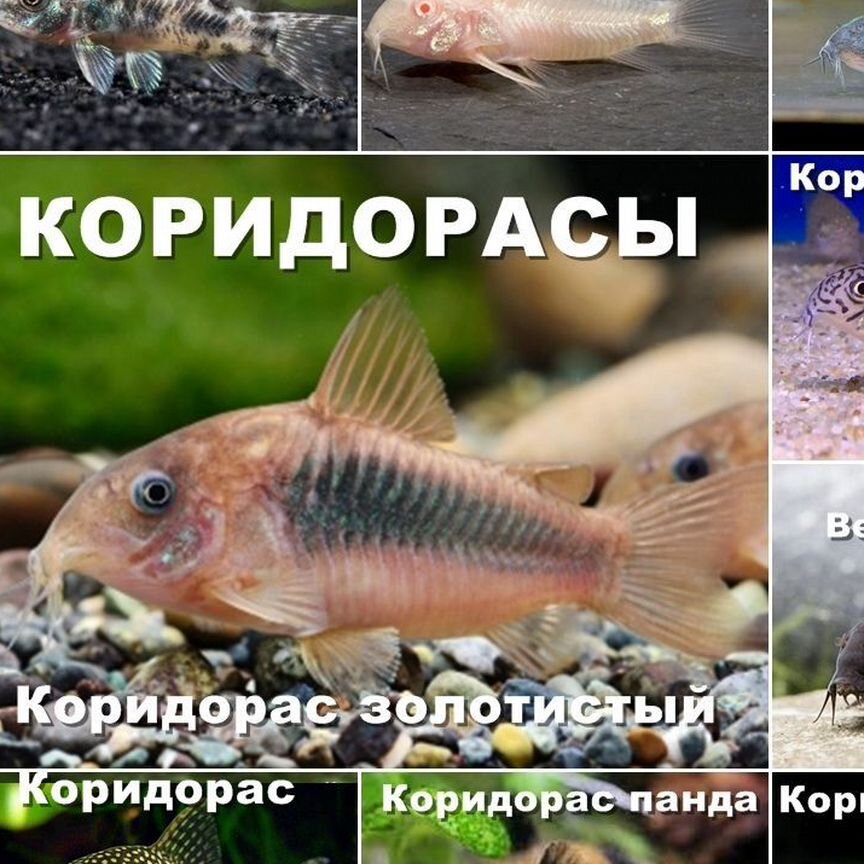 Коридорасы панда крапчатый венесуэла напоенсис