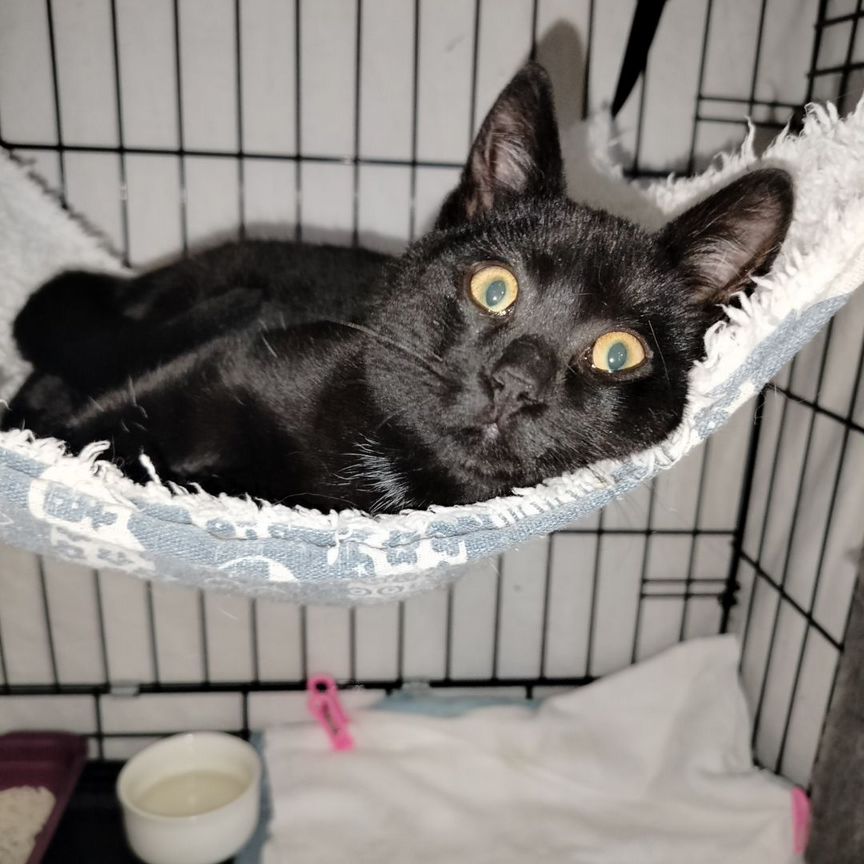 Котёнок