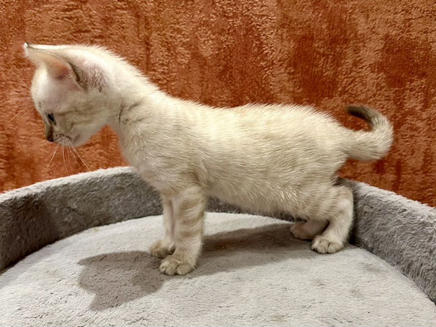 Бенгальские котята