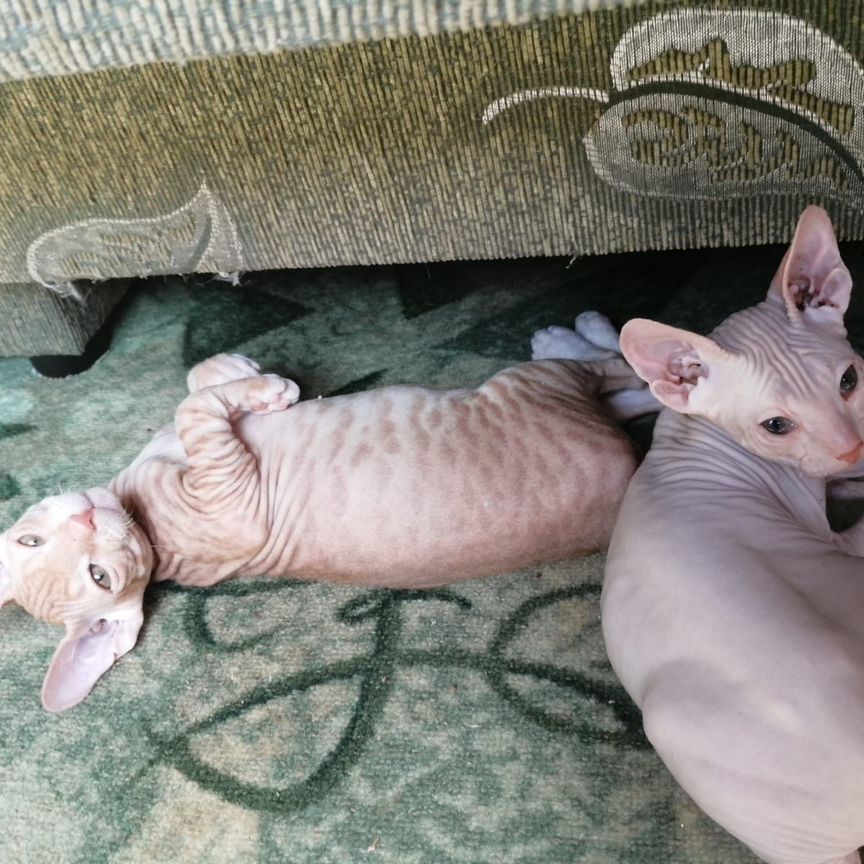 Котята сфинкс