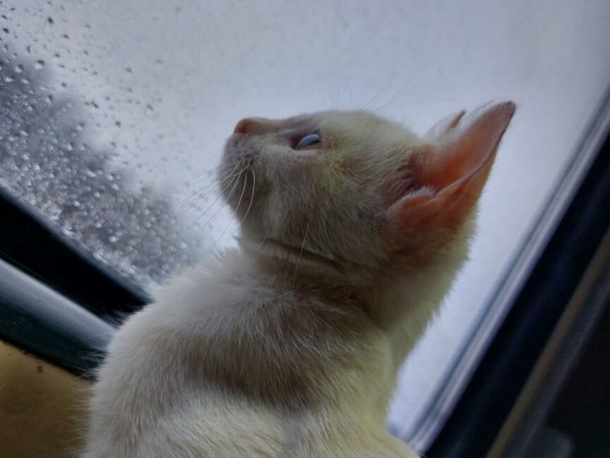 Котенок в добрые руки