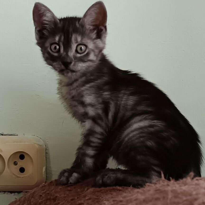 Отдам серого котенка 2 месяца, мальчик