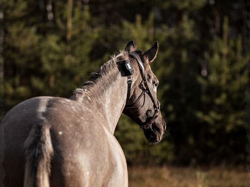 Gps tracker для лошадей