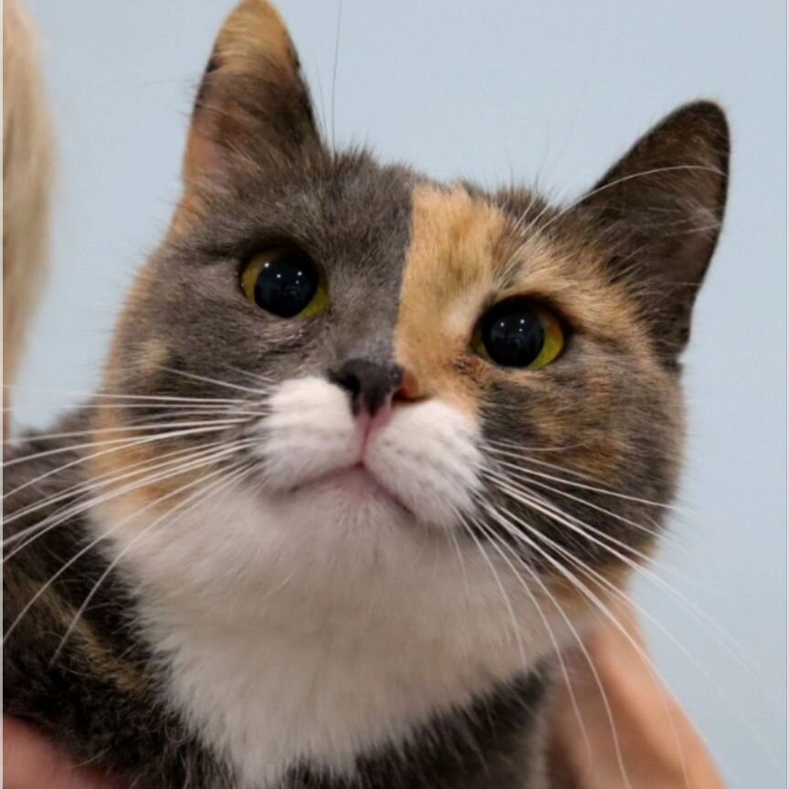 Маришка станет Вашей кошечкой