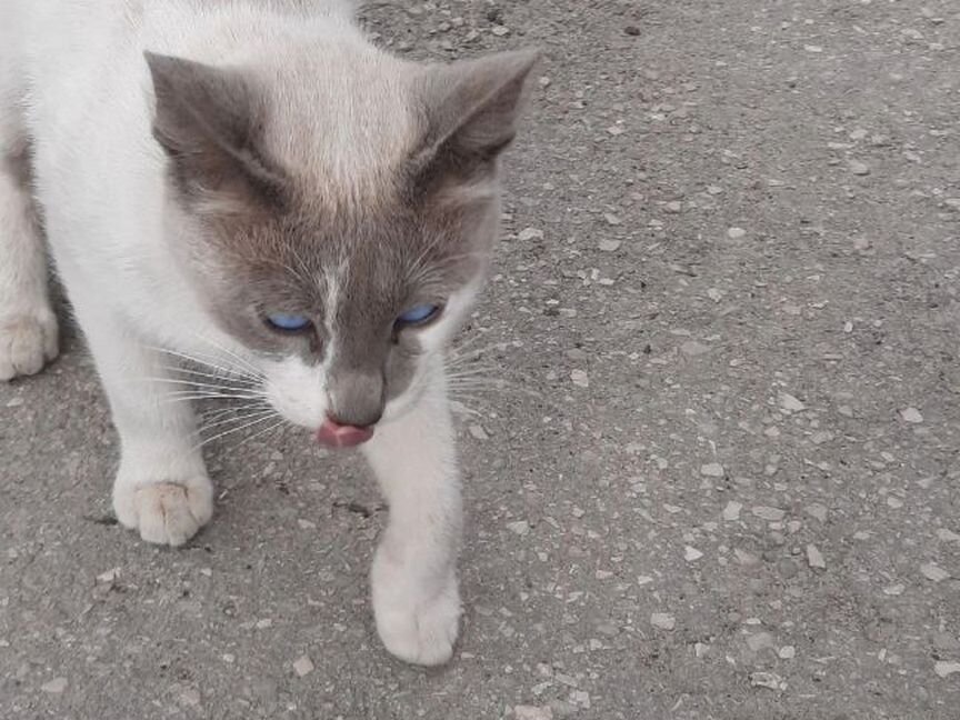 Котик в добрые руки