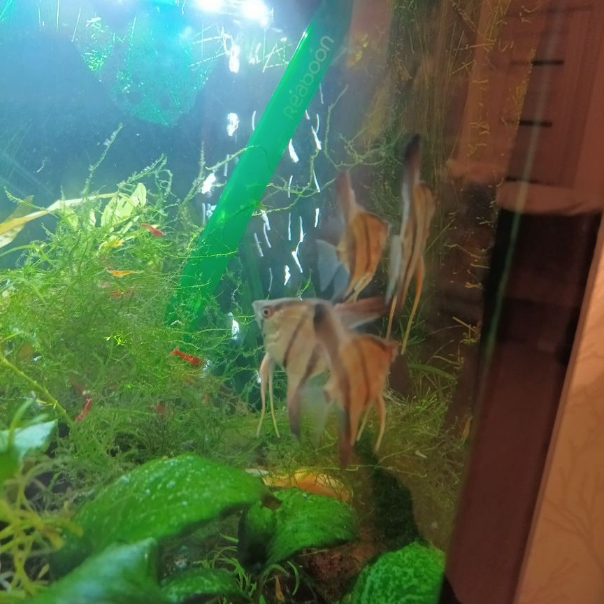 Скалярии обмен