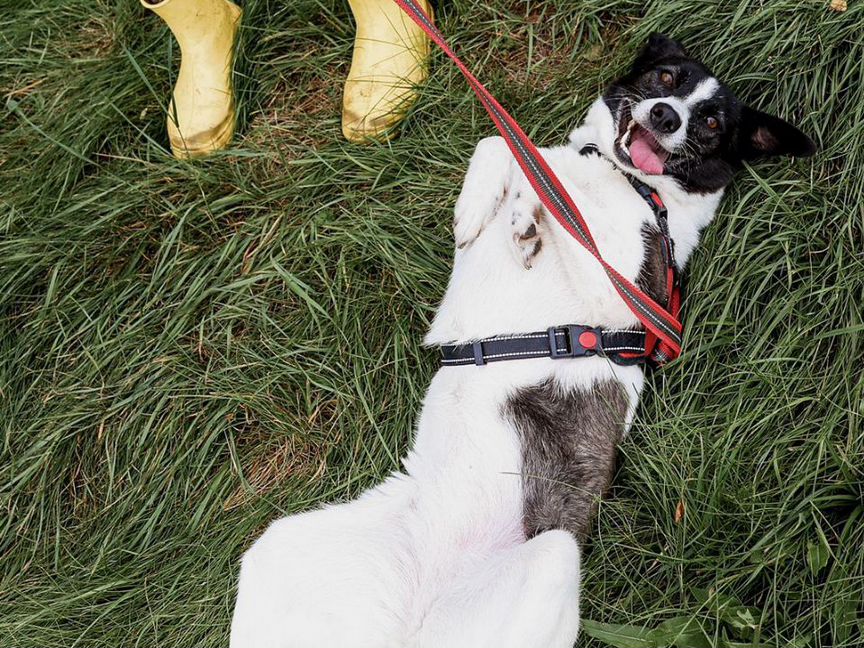 Собака хочет домой