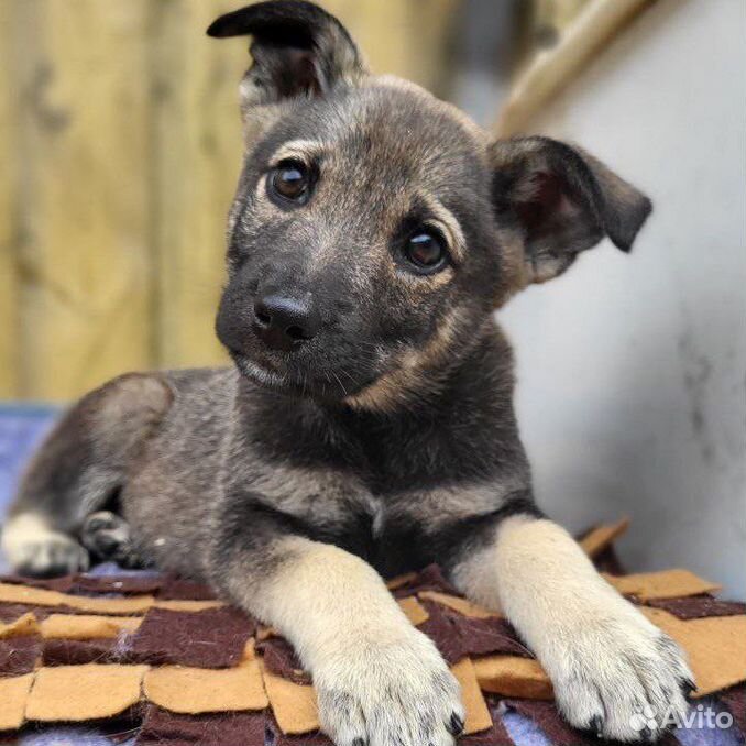 Маленькие щенки вырастут некрупными