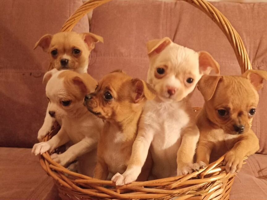 Маленькие чихуахуашки