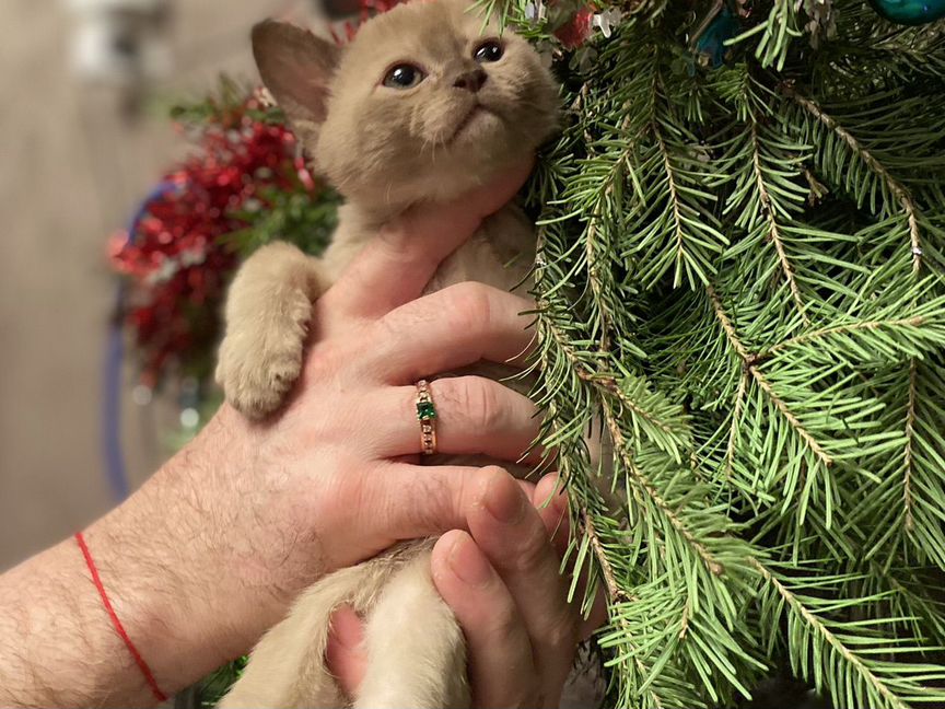 Бурманский котёнок