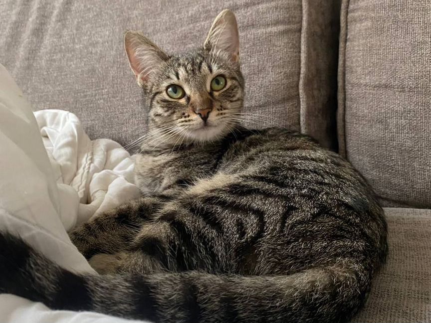Котенок девочка ищет дом